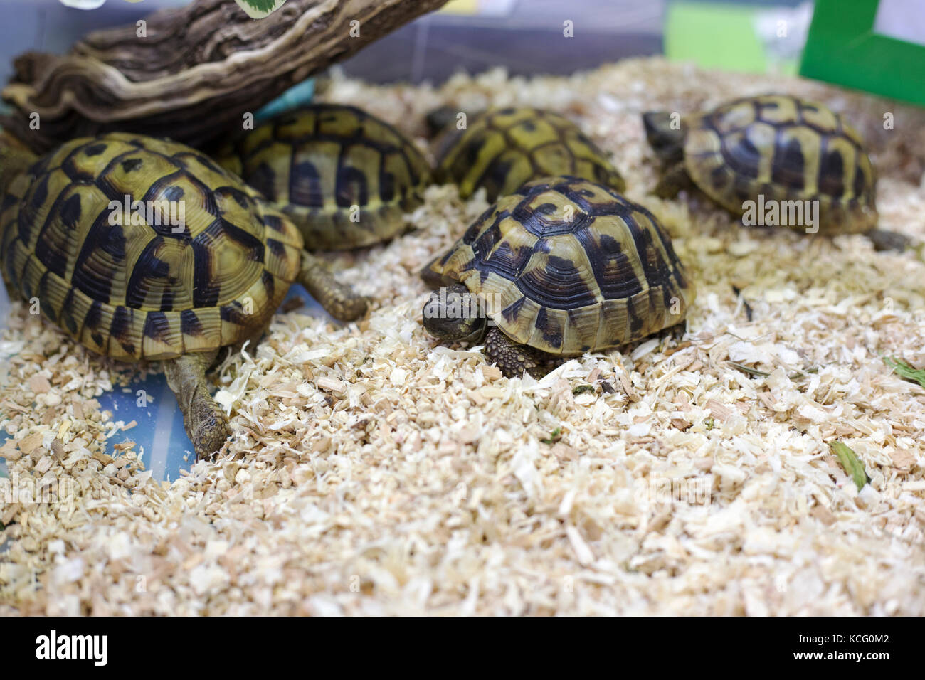 Baby tortoise galapagos islands hi-res stock photography and images - Alamy