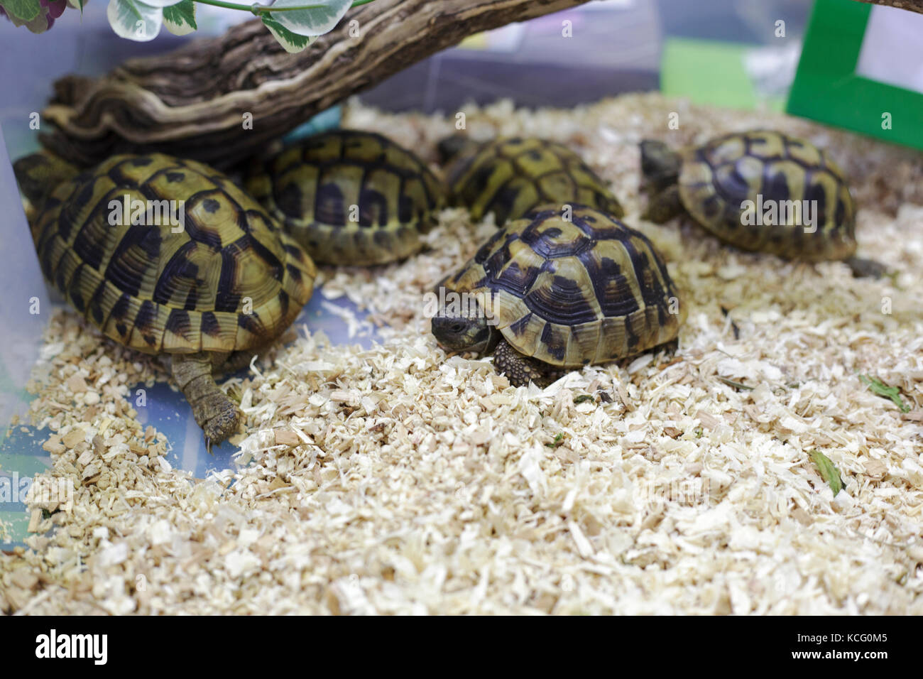 Baby tortoises hi-res stock photography and images - Alamy