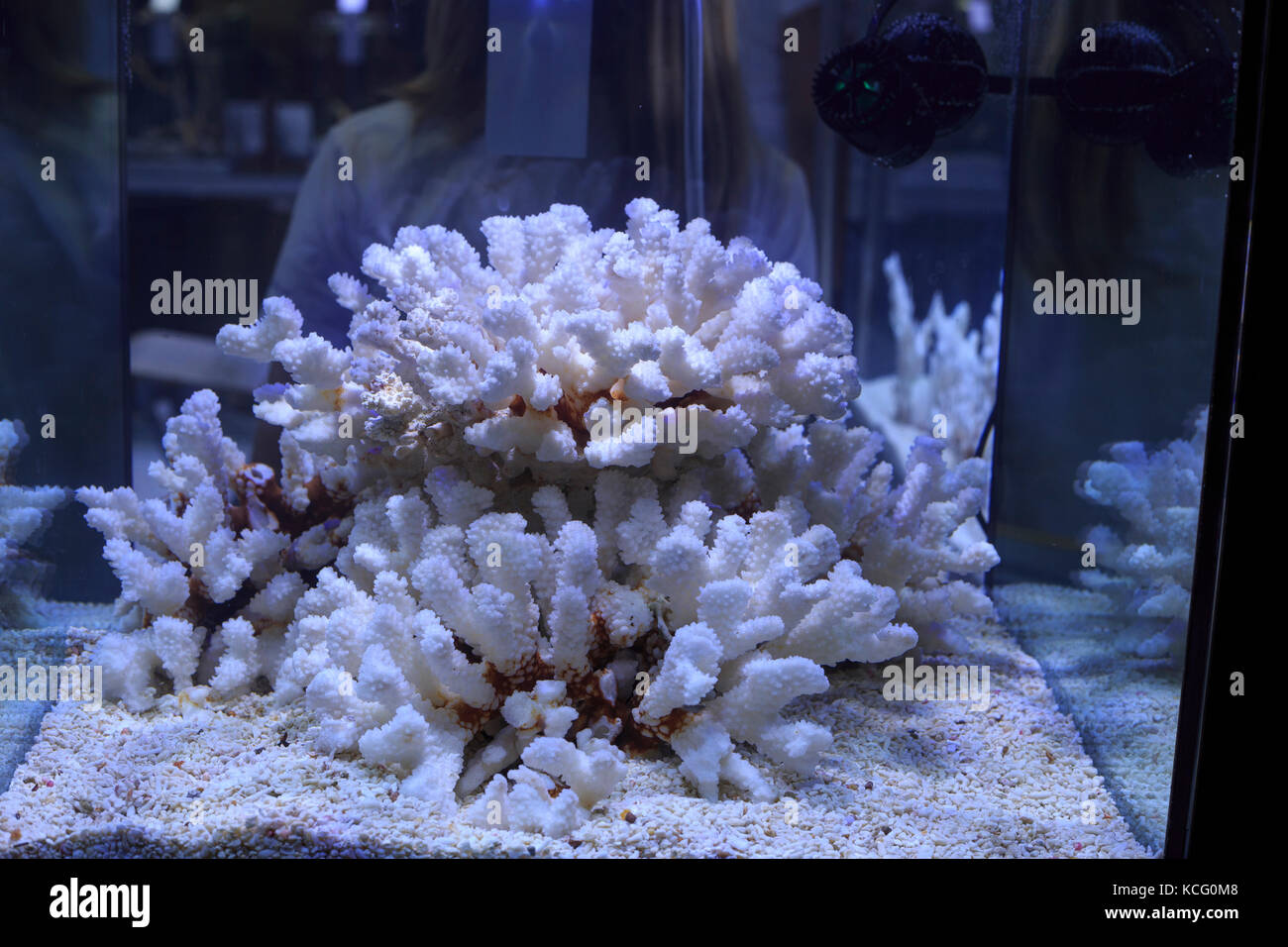coral in aquarium Stock Photo - Alamy