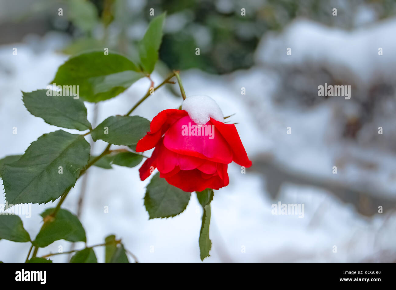 Red rose covered with snow Stock Photo - Alamy