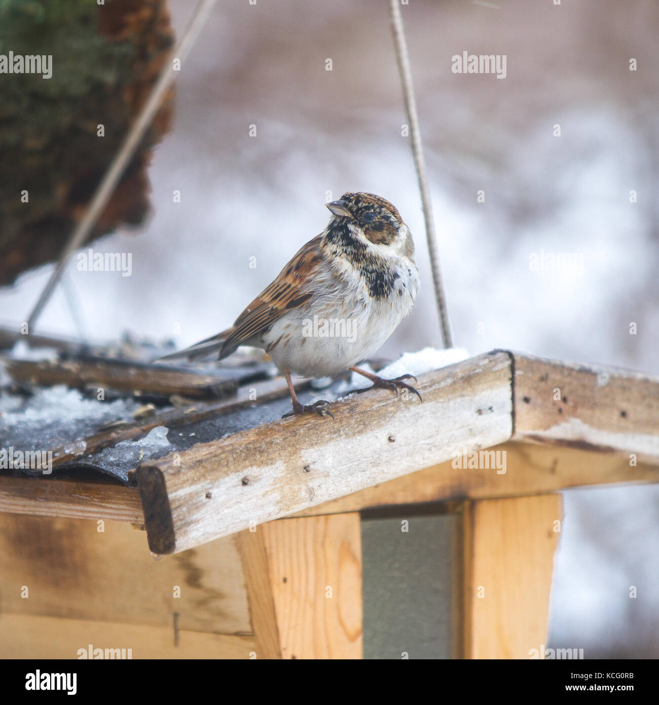 Reed bunting male (Emberiza schoeniclus) sitting on a feeder at the ...