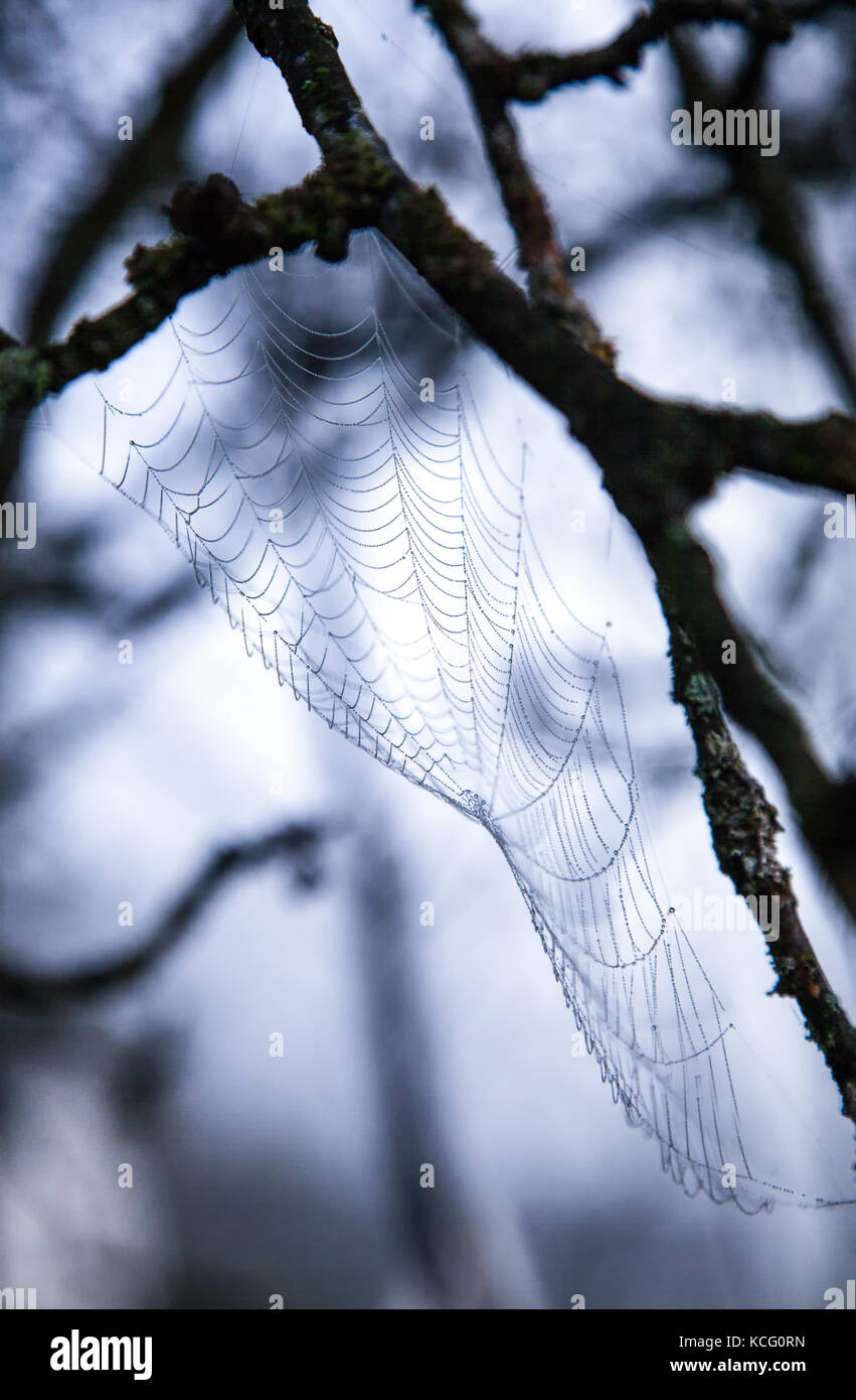 spider web grid at the late autumn Stock Photo - Alamy