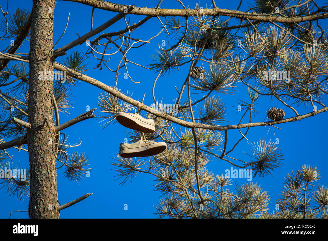 old white dirty shoes hanging in a pine tree against blue sky Stock ...