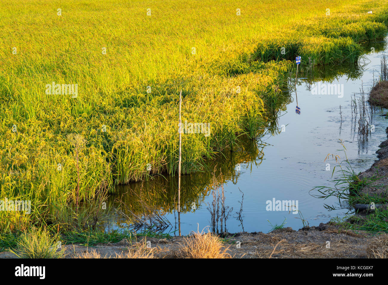 agriculture rice fields in comporta alentejo Portugal Stock Photo - Alamy