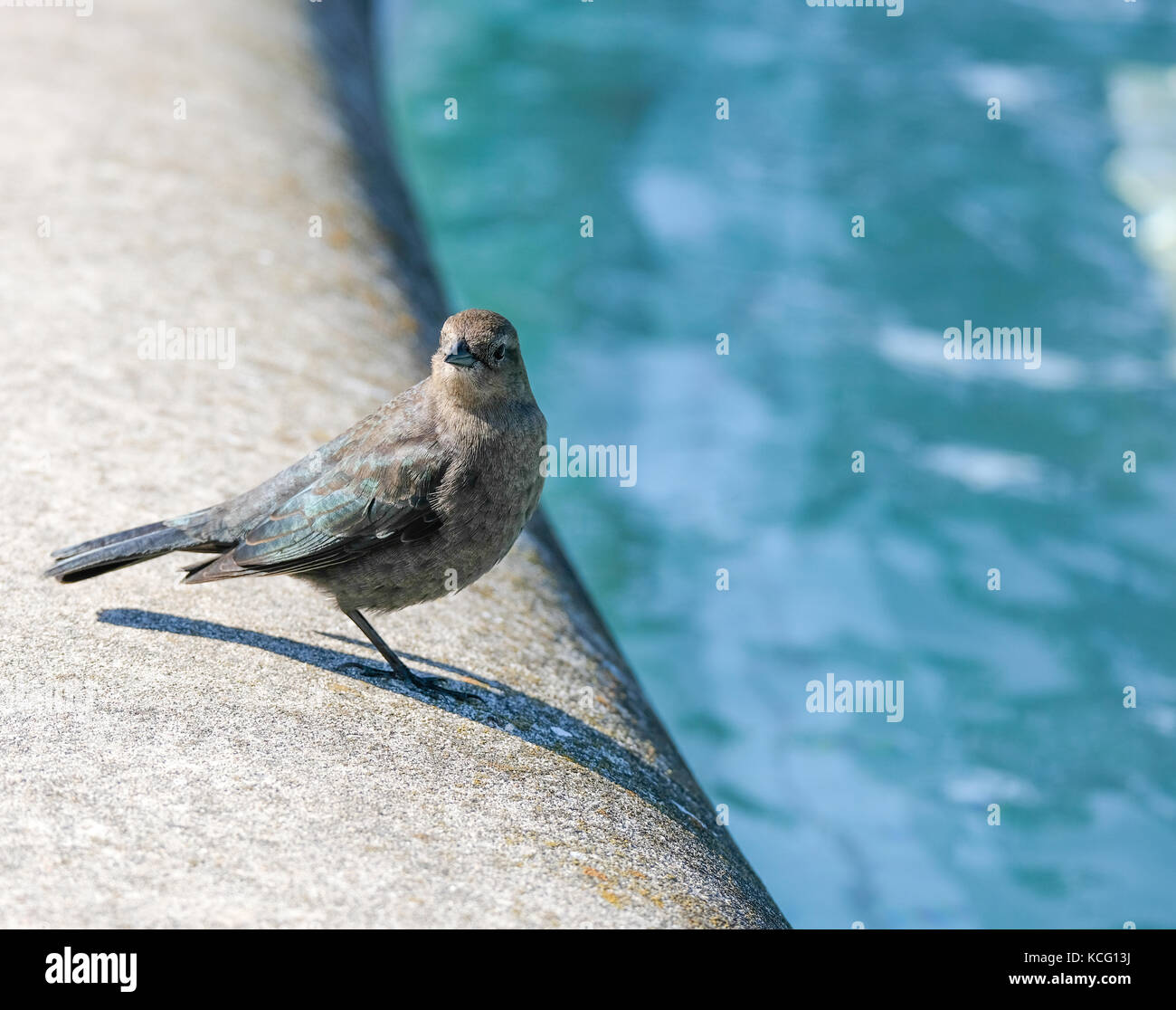 Bird looking at the camera Stock Photo - Alamy