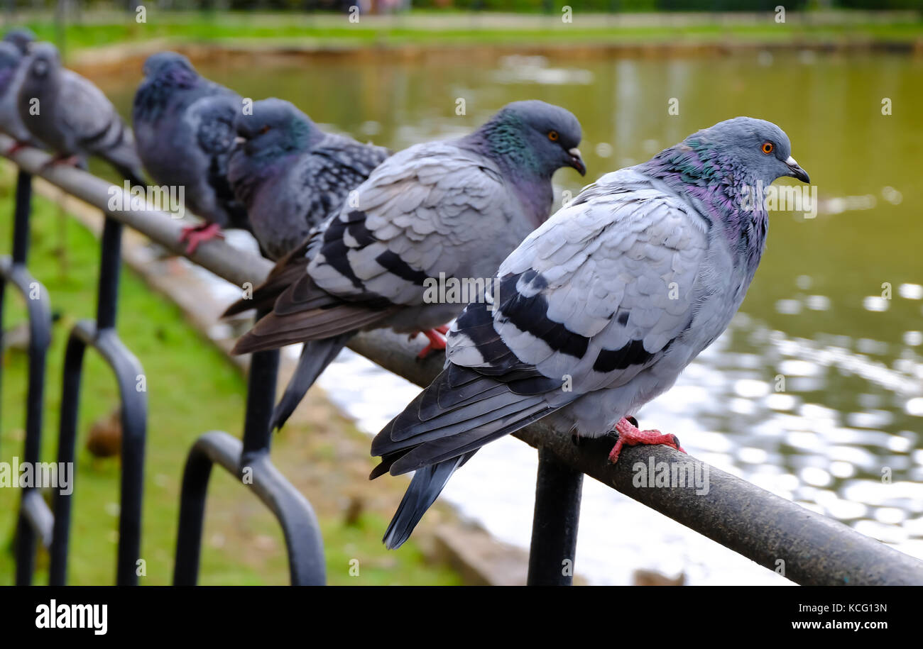 Lot of pigeon hi-res stock photography and images - Alamy