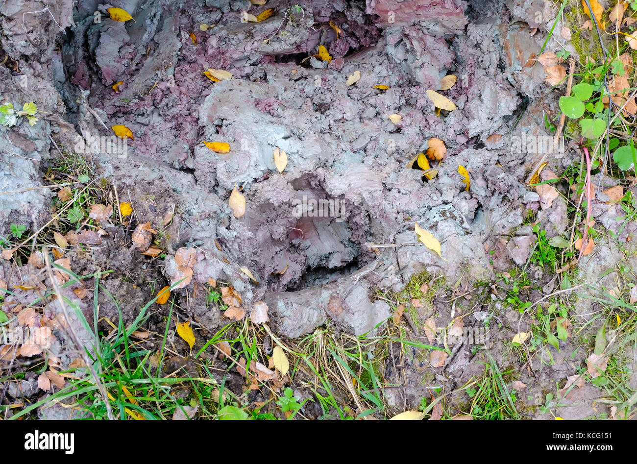 Natural multi-colored clay or mud on the surface of the earth. It is ...