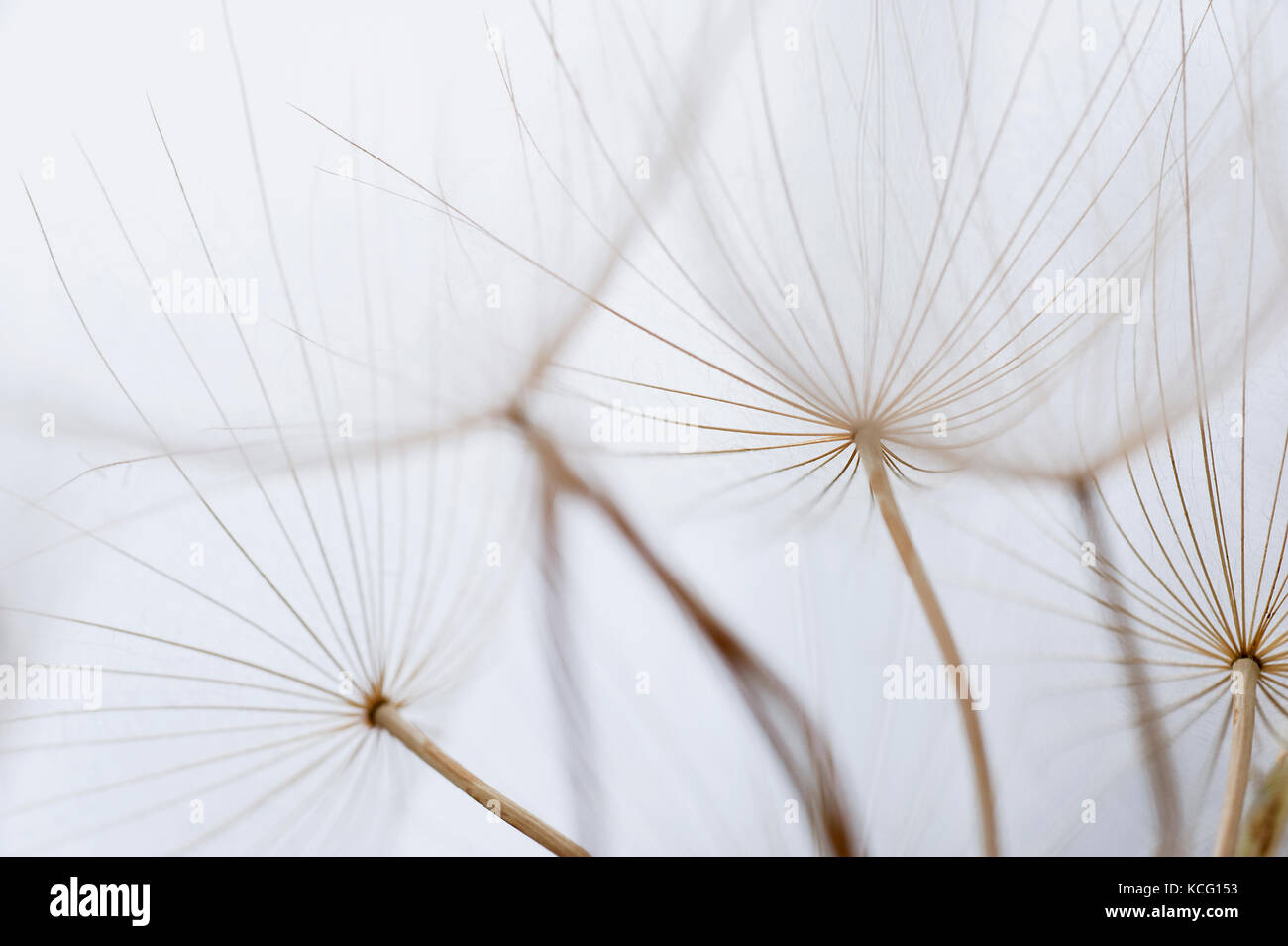 Close up macro image of dandelion seed heads with detailed lace-like ...