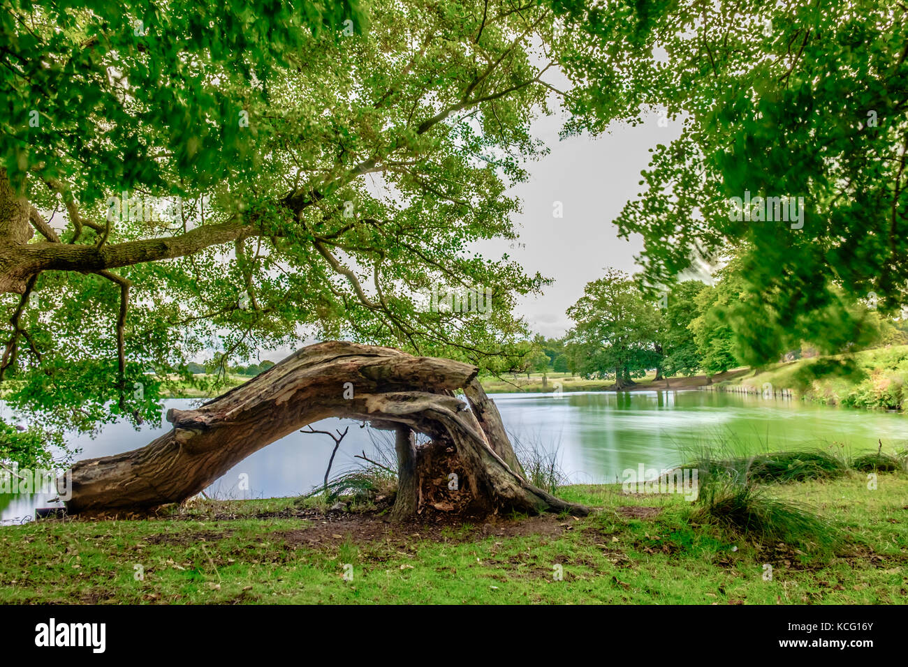 Bent dead tree trunk by a pond in the English countryside, UK Stock ...
