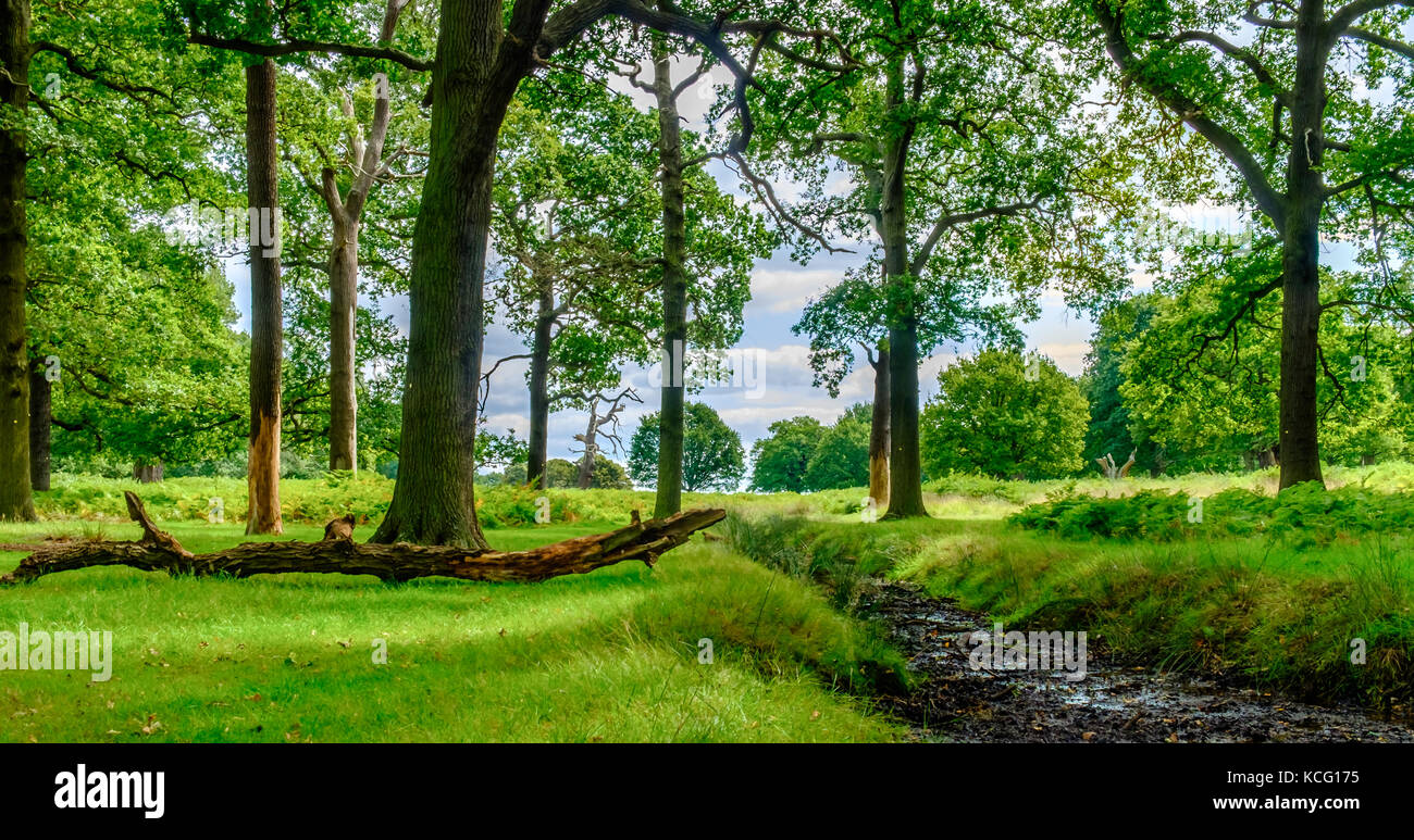 Dry brook in an English woodland in summer, UK Stock Photo - Alamy