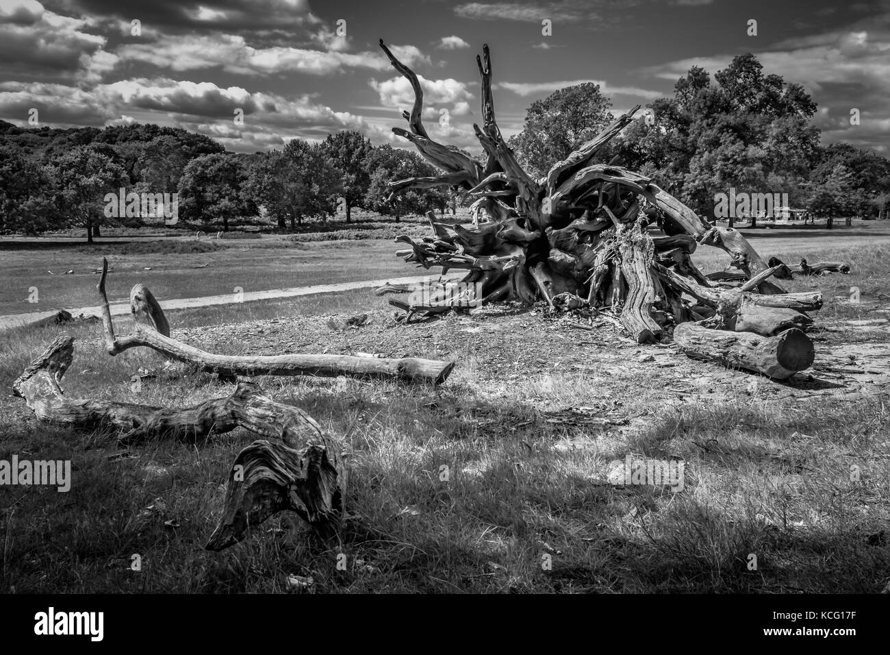 Lying dead tree trunks on the ground of an English woodland in summer ...