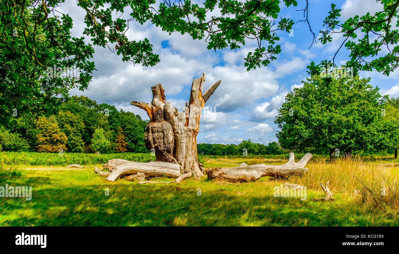 Upright dead tree trunk in a meadow surrounded by trees in summer in ...