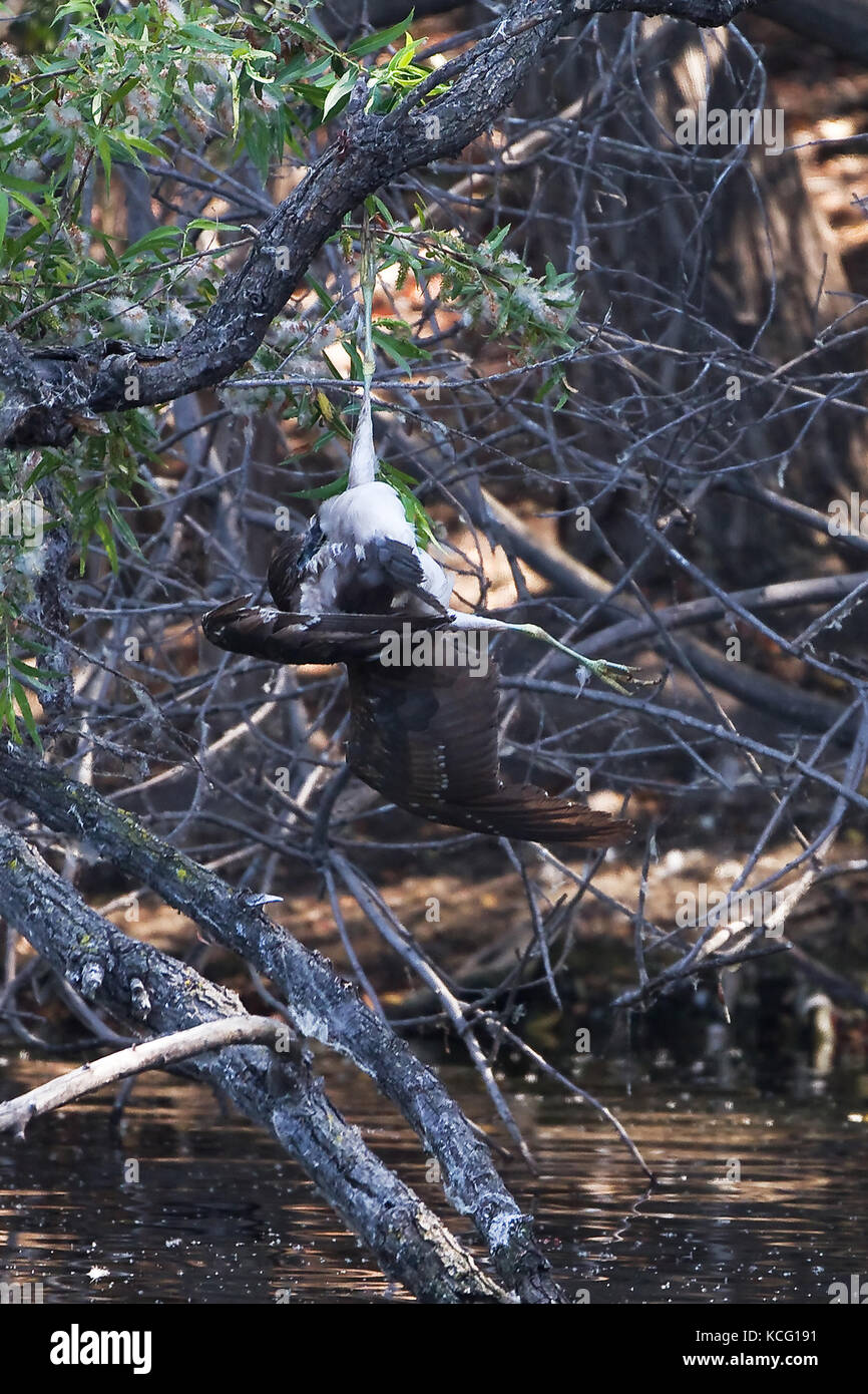 Bird, hanging, killed by fishing tackle caught in tree Stock Photo - Alamy