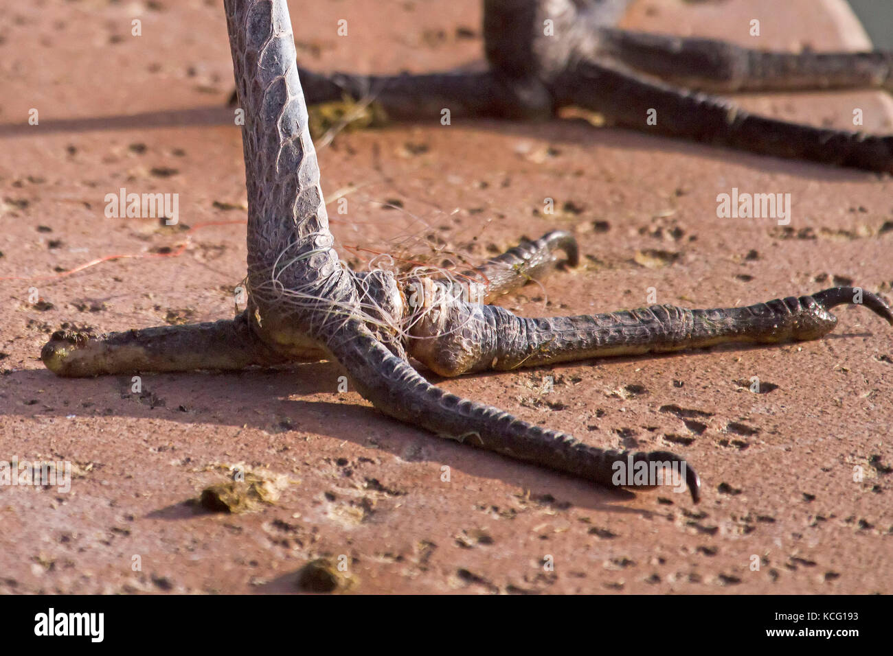 Birds feet hi-res stock photography and images - Alamy