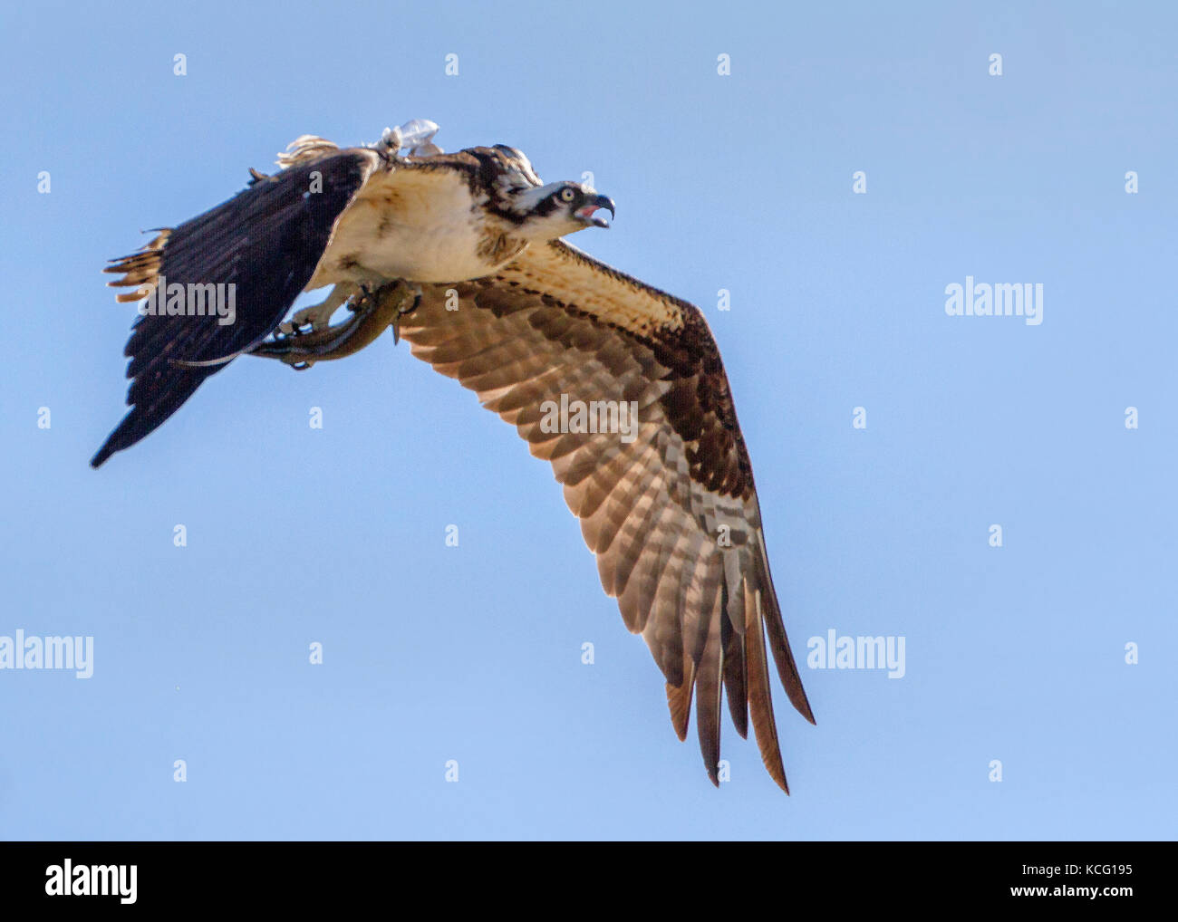 Osprey flying with fish and fishing line caught in wings Stock Photo ...