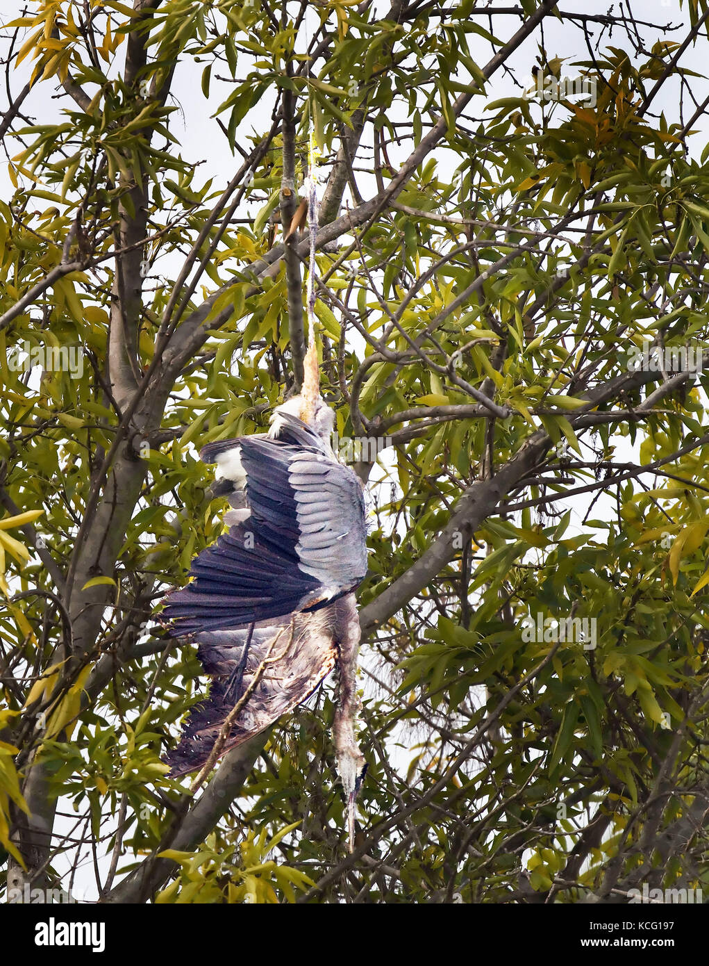 Bird killed by fishing line equipment caught in tree Stock Photo - Alamy
