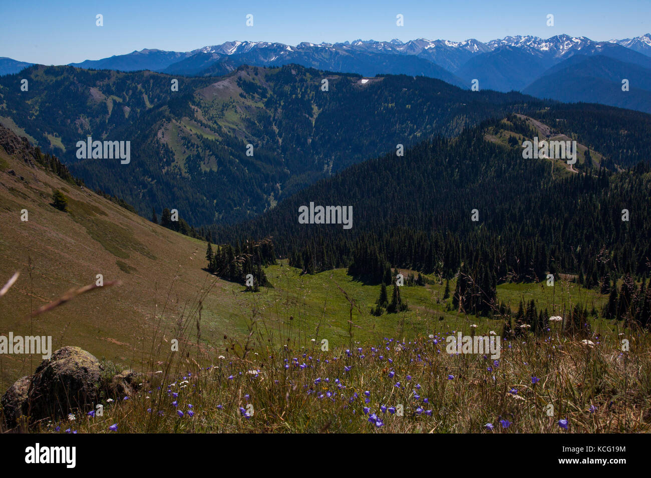 Hiker enjoys the view of the Olympic mountain range seen in Olympic ...