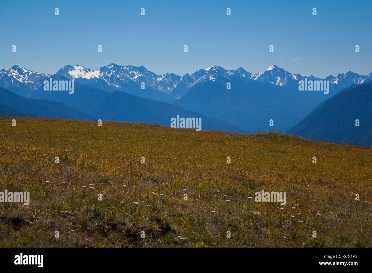 Hiker enjoys the view of the Olympic mountain range seen in Olympic ...