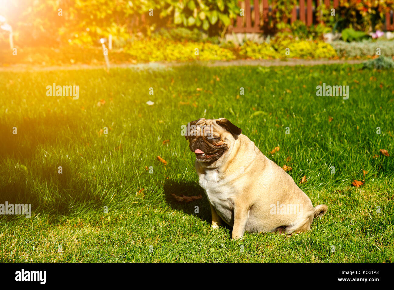 Pug dog in the garden Stock Photo - Alamy