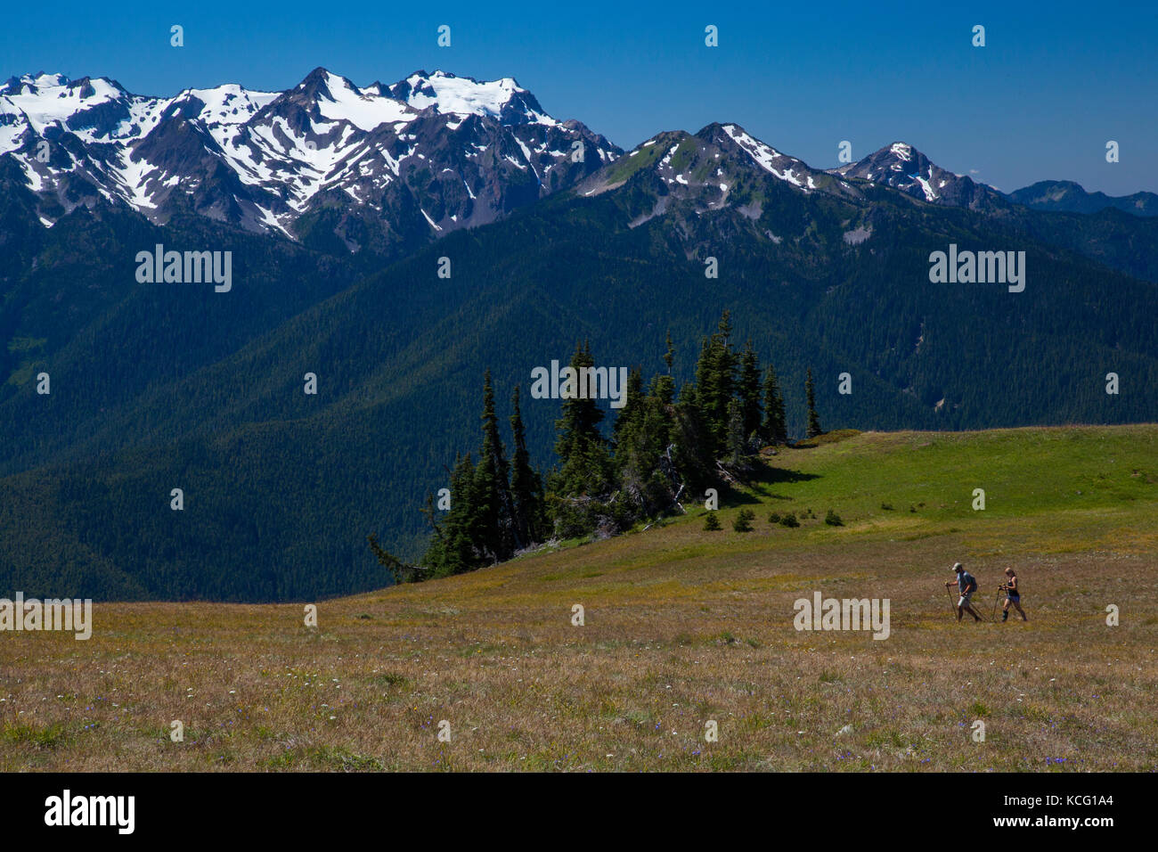 Hiker enjoys the view of the Olympic mountain range seen in Olympic ...