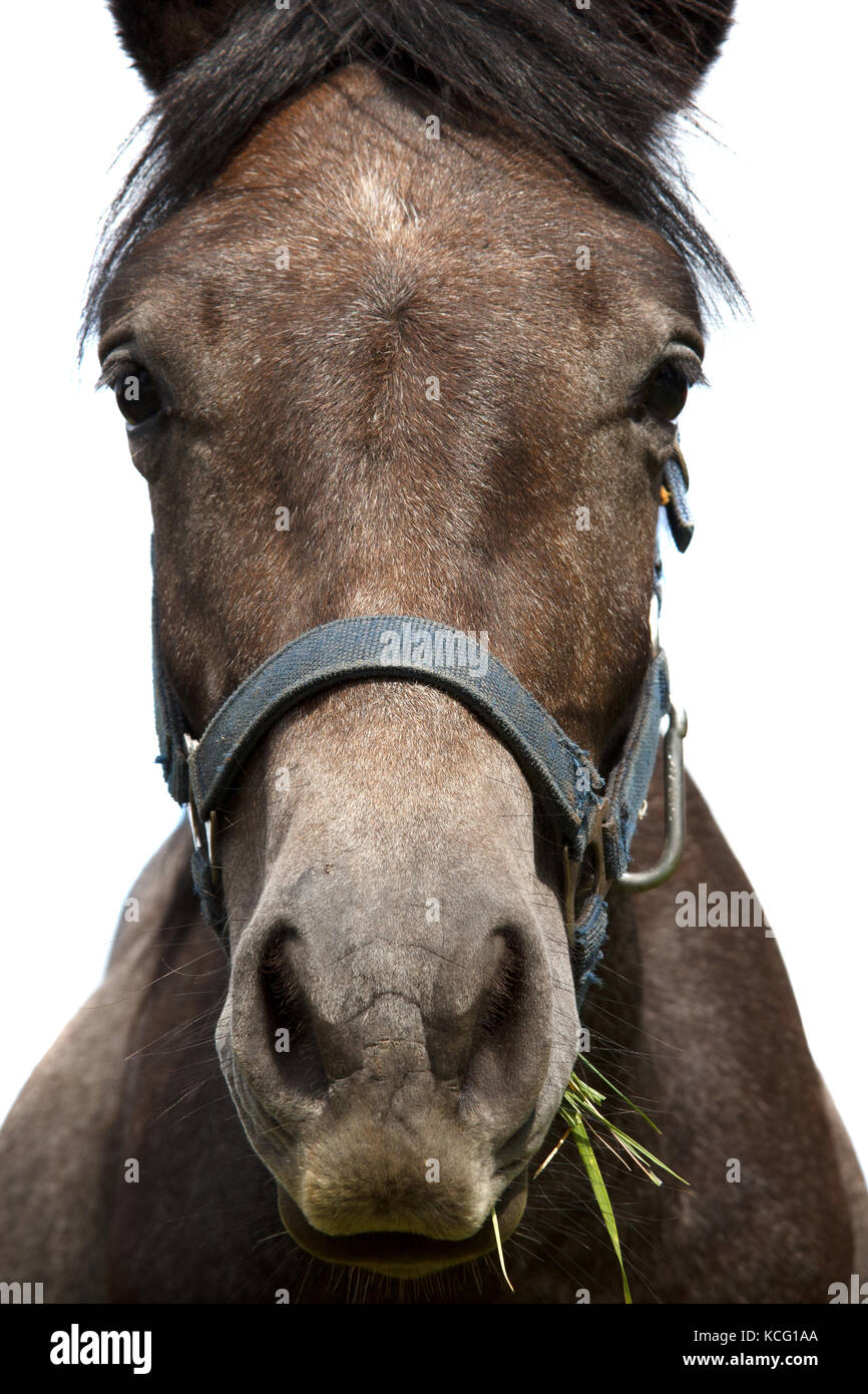 brown horse portrait Stock Photo - Alamy