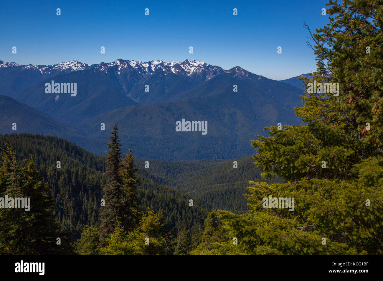 Hiker enjoys the view of the Olympic mountain range seen in Olympic ...