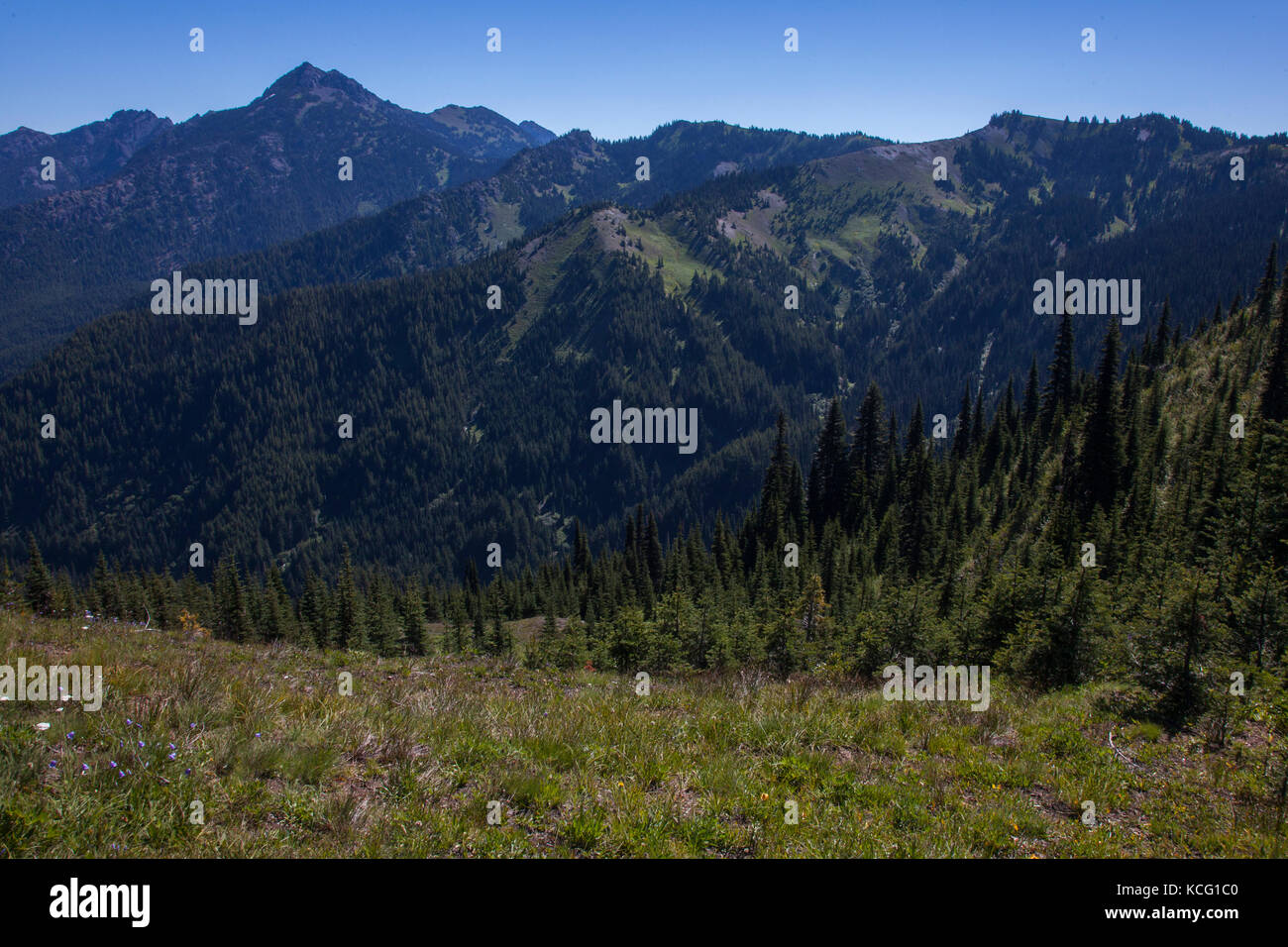 Hiker enjoys the view of the Olympic mountain range seen in Olympic ...
