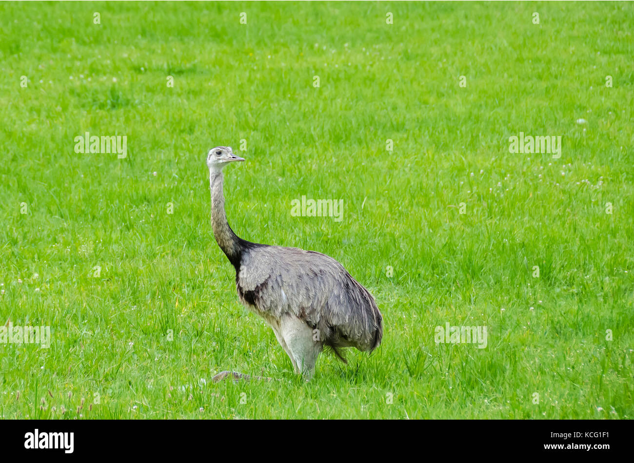 The american greater rhea (Nandu, Rhea americana) sitting in a grass in ...