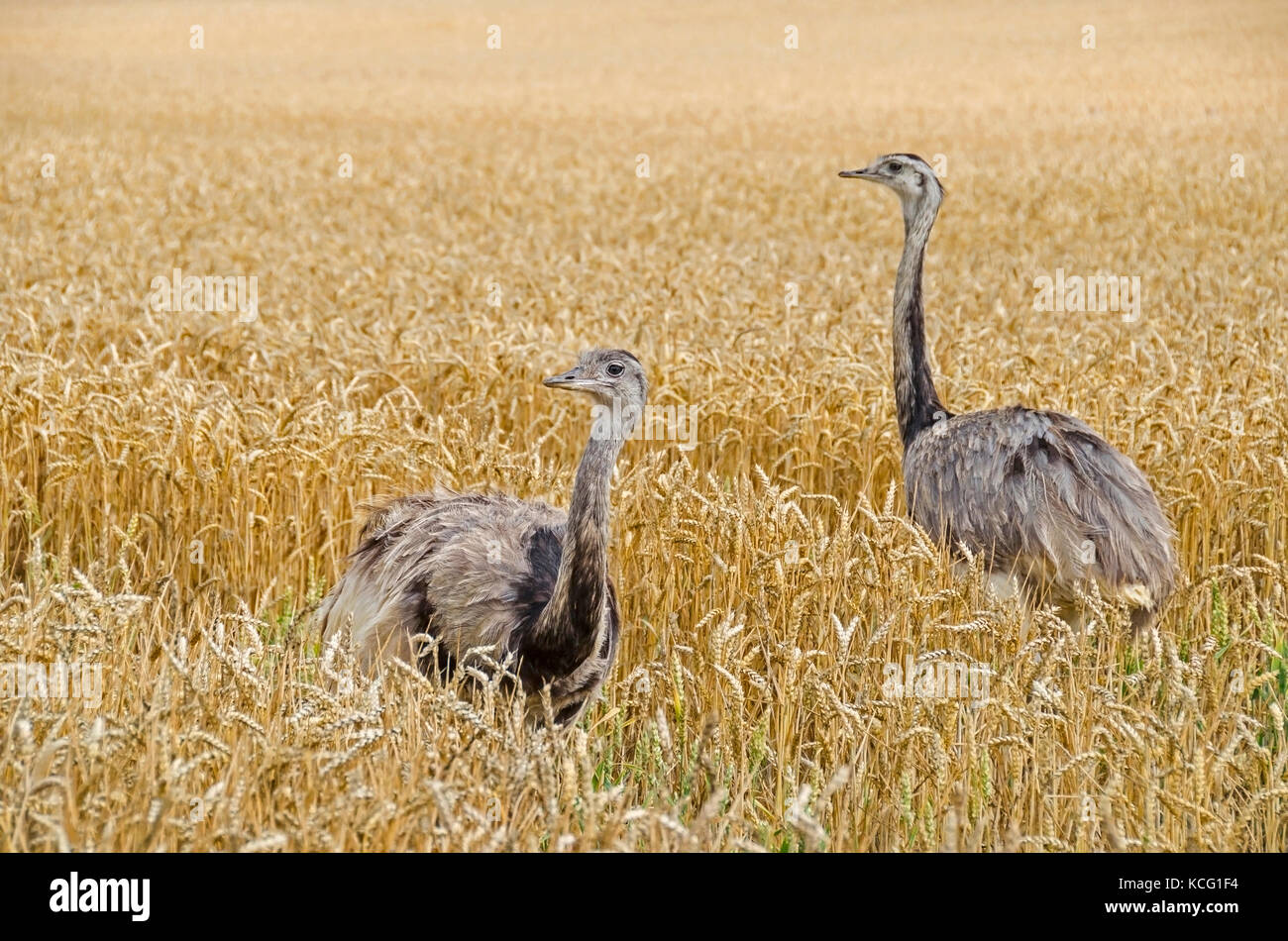 Two american greater rheas (Nandu, Rhea americana) walking through the ...