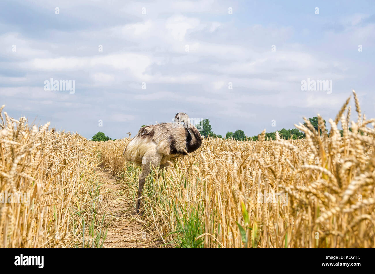 The american greater rhea (Nandu, Rhea americana) cleaning its plumage ...