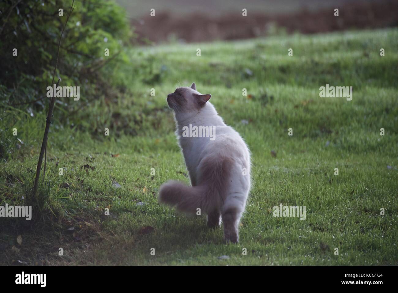 rag doll cat Stock Photo - Alamy