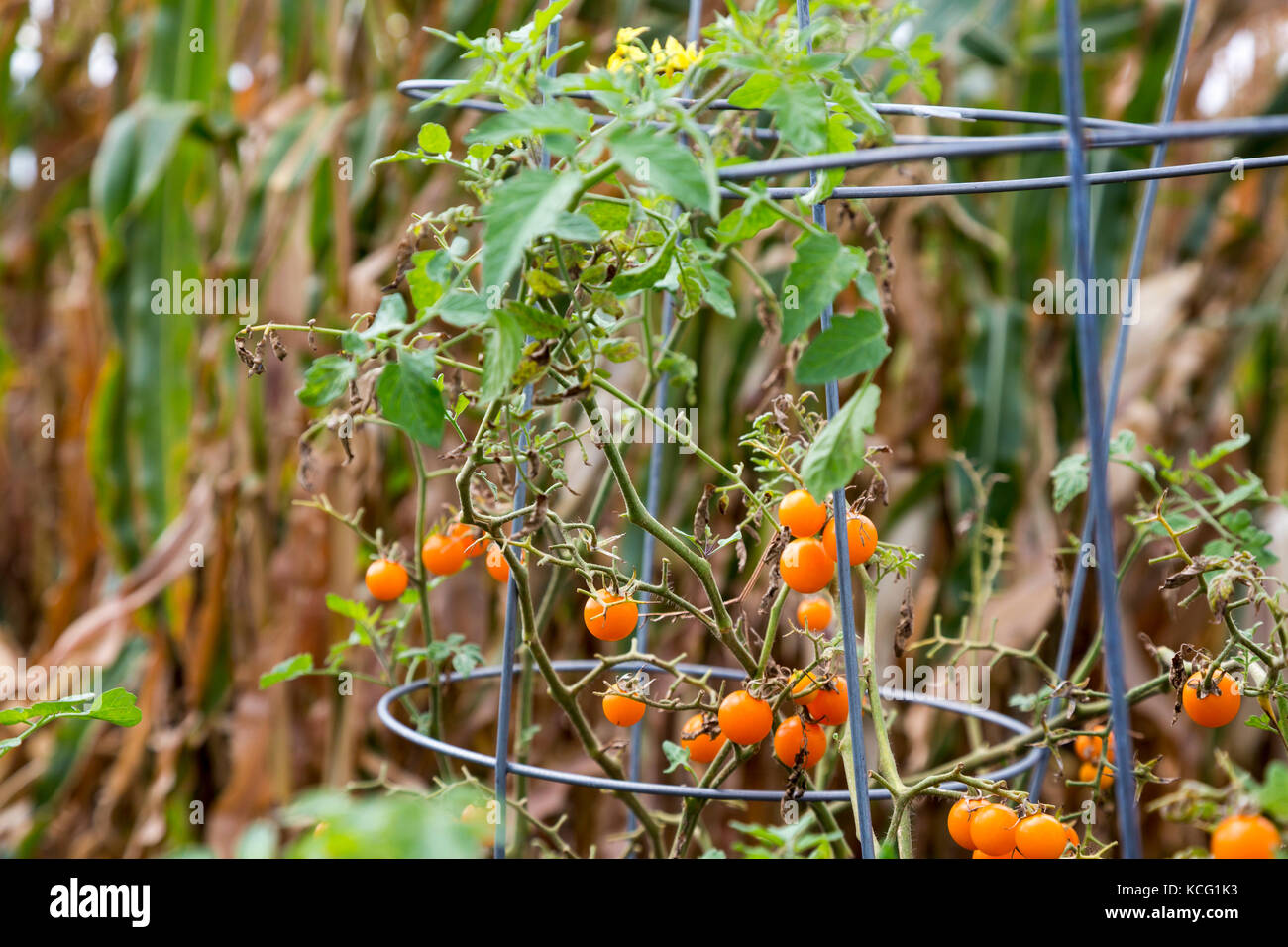 Detroit, Michigan - A community garden in a low-income neighborhood ...