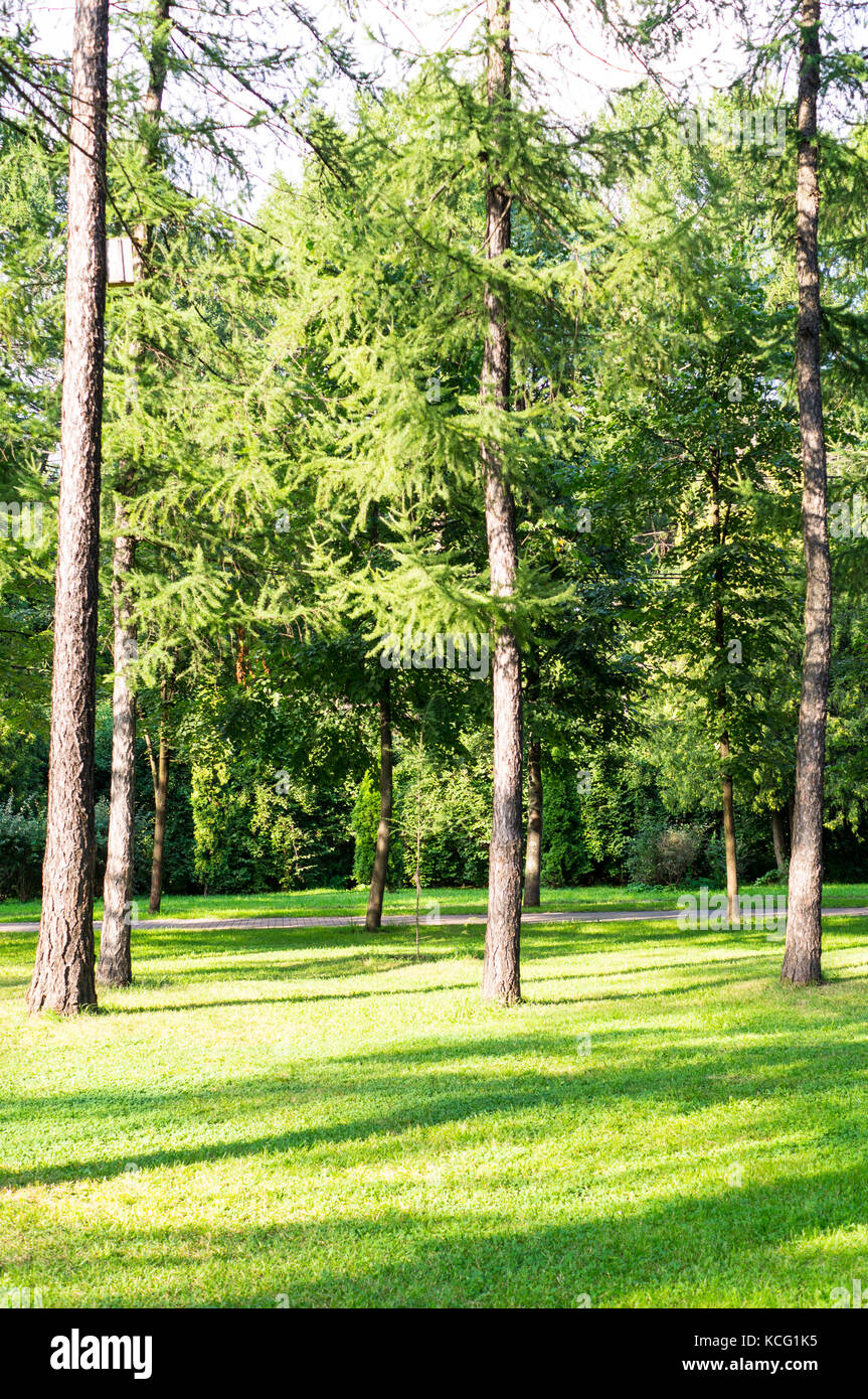 pine trees in the park at evening. background, nature Stock Photo - Alamy