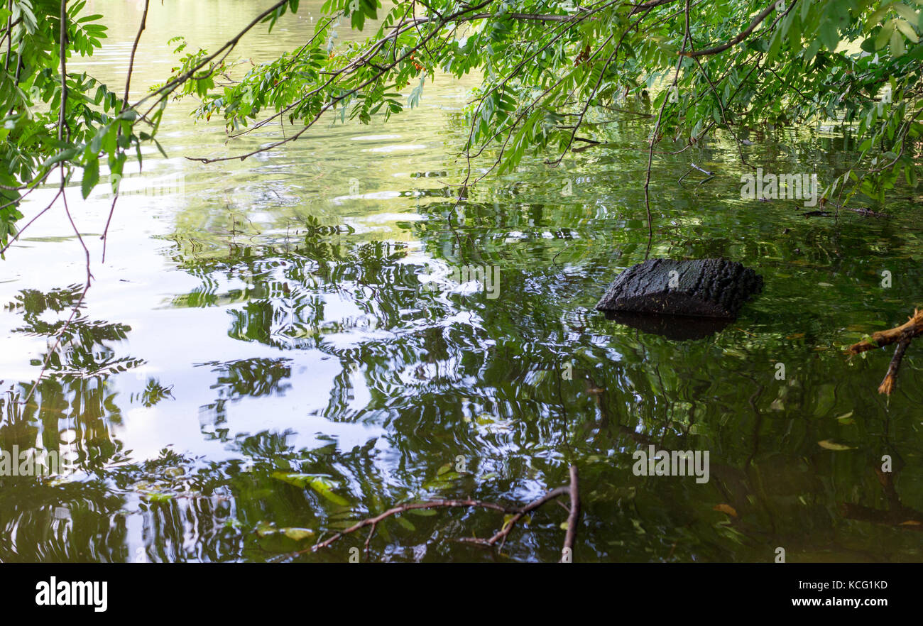 pond with log in the forest at summer. background, nature Stock Photo ...