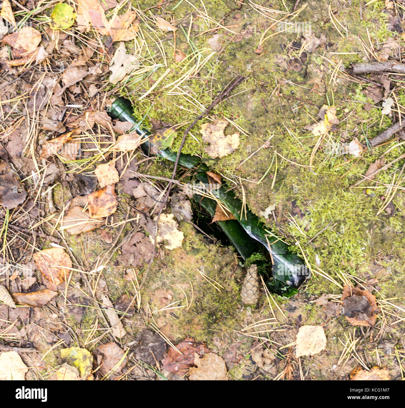 Broken green bottle on the ground in the forest.object, nature ...