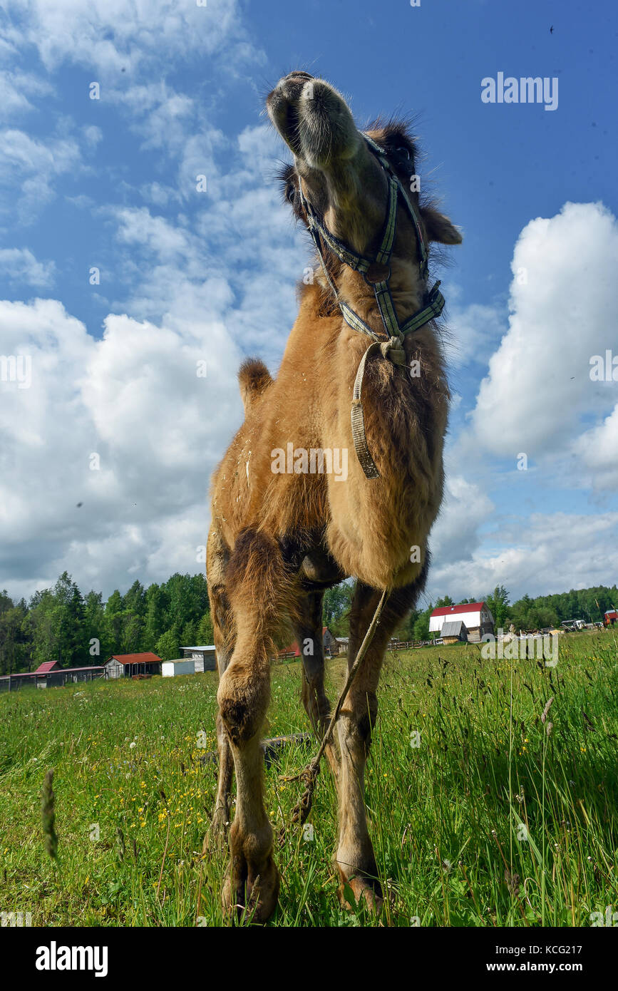 Camel walking in the field a clear day Stock Photo - Alamy