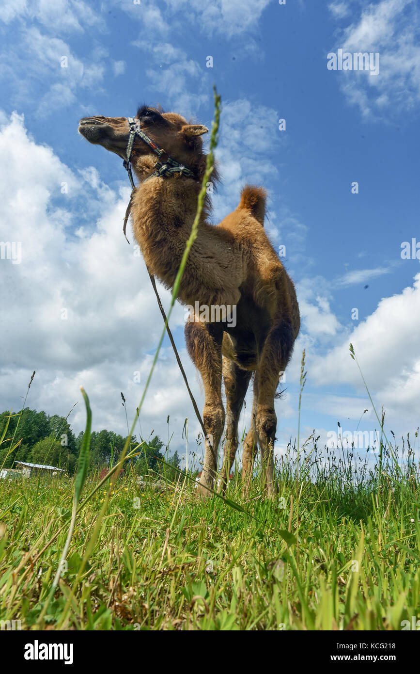 Camel walking in the field Stock Photo - Alamy