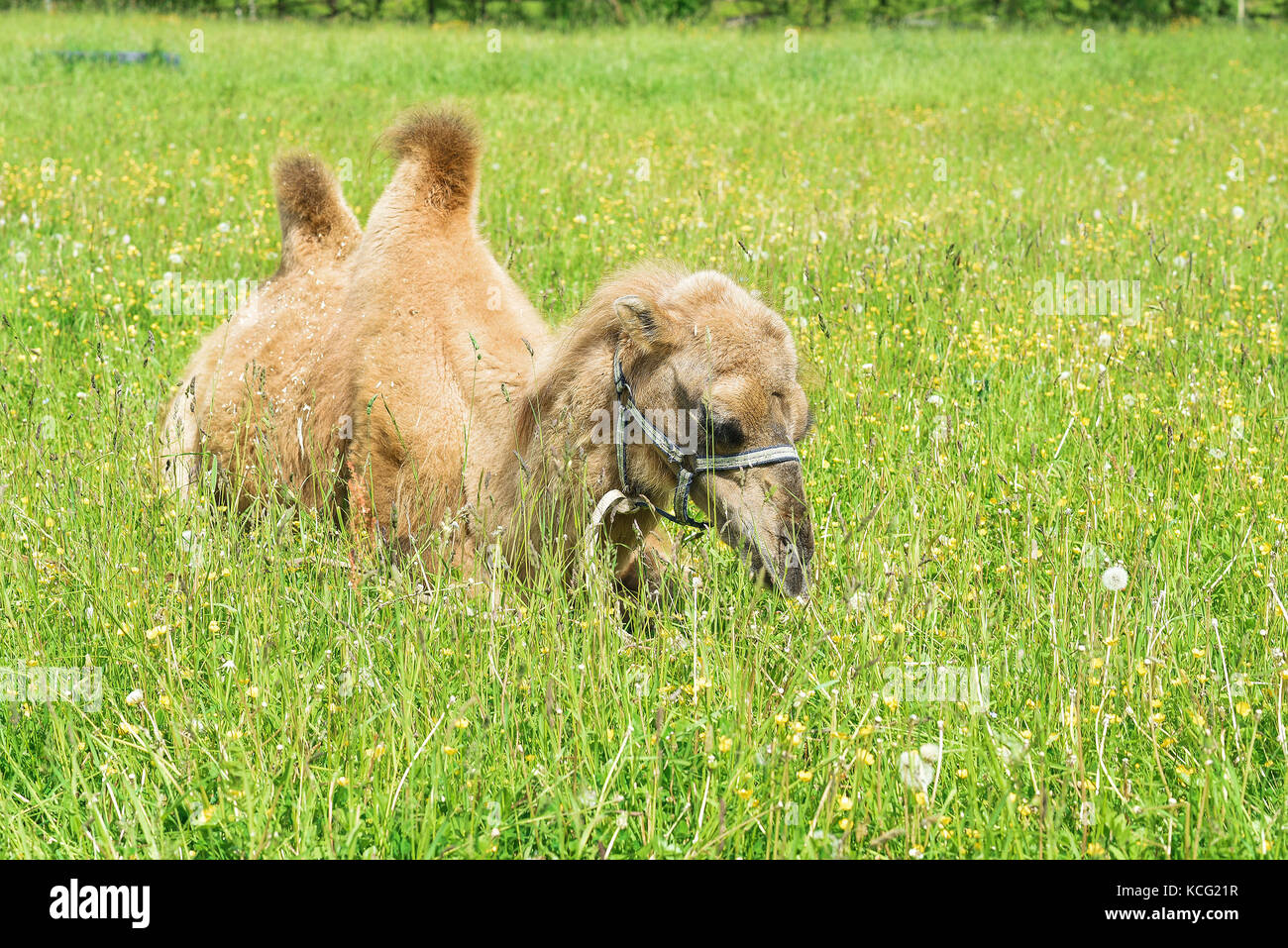 Camel walking in the field Stock Photo - Alamy