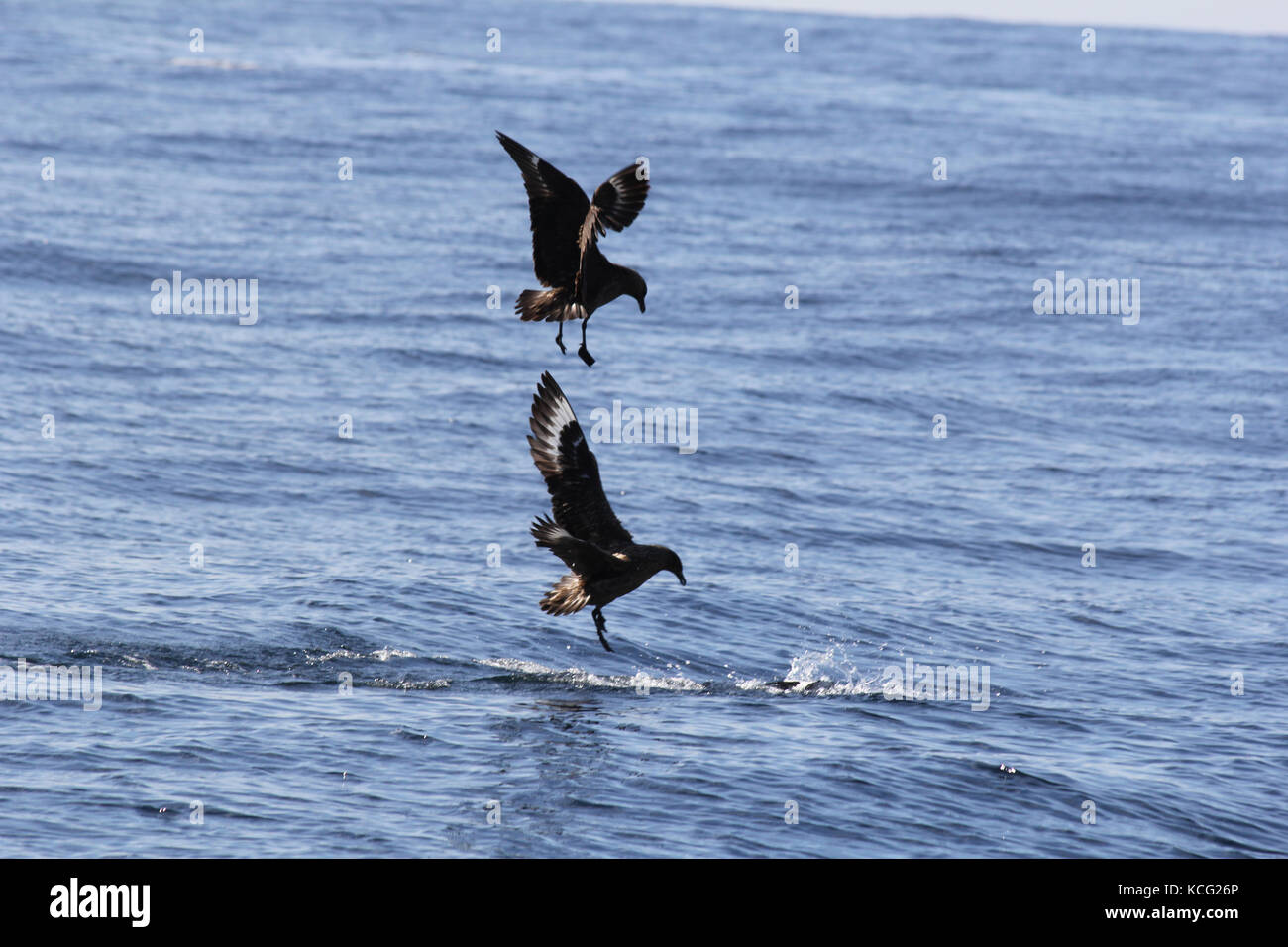 great skuas diving into sea Stock Photo - Alamy