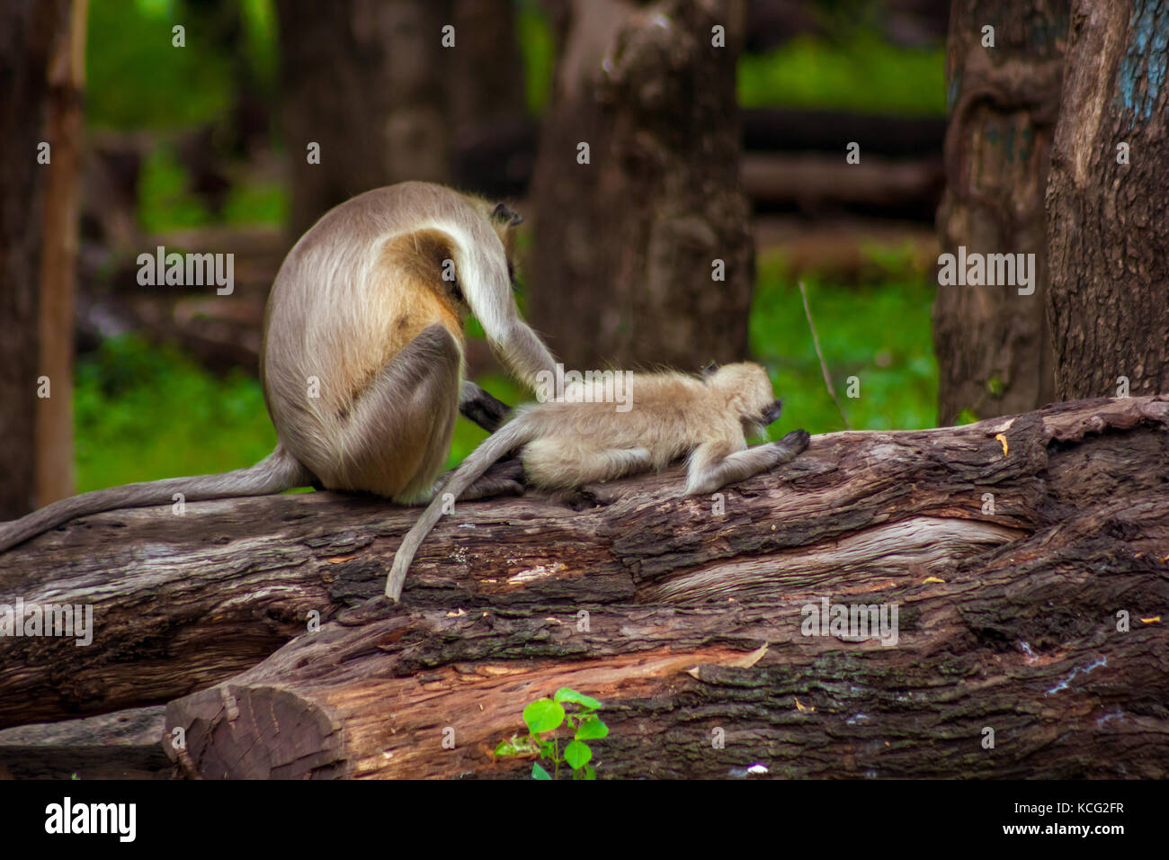 Hanuman Langur Semnopithecus entellus Stock Photo - Alamy