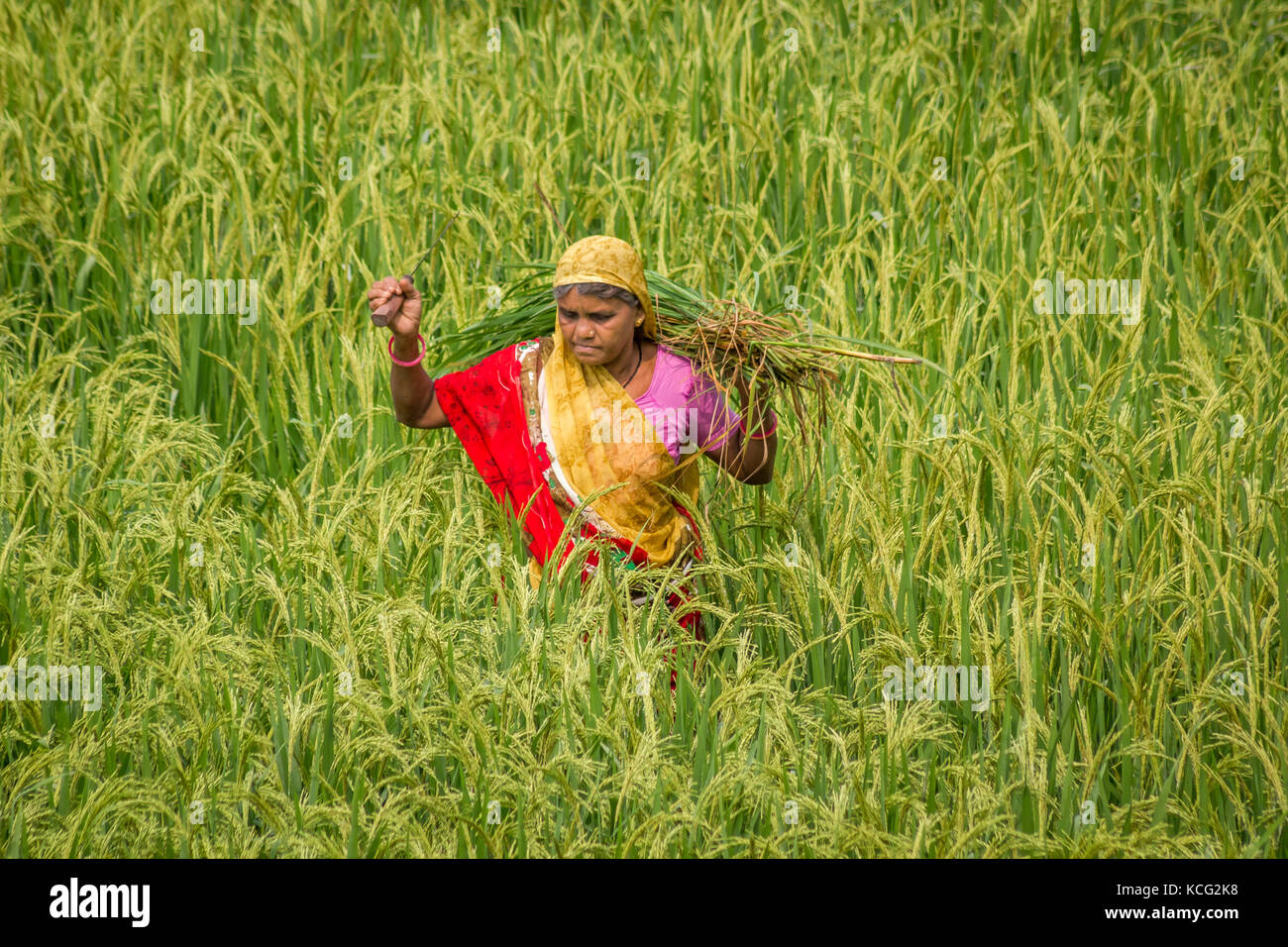 Monsoon india farm hi-res stock photography and images - Alamy