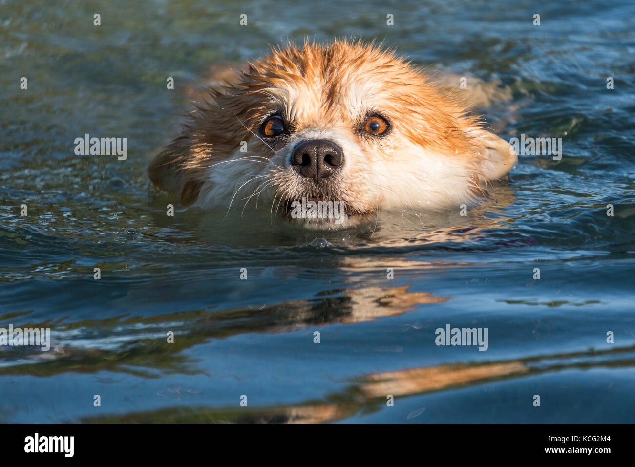 Adult Welsh Corgi dog swimming in a pool Stock Photo - Alamy