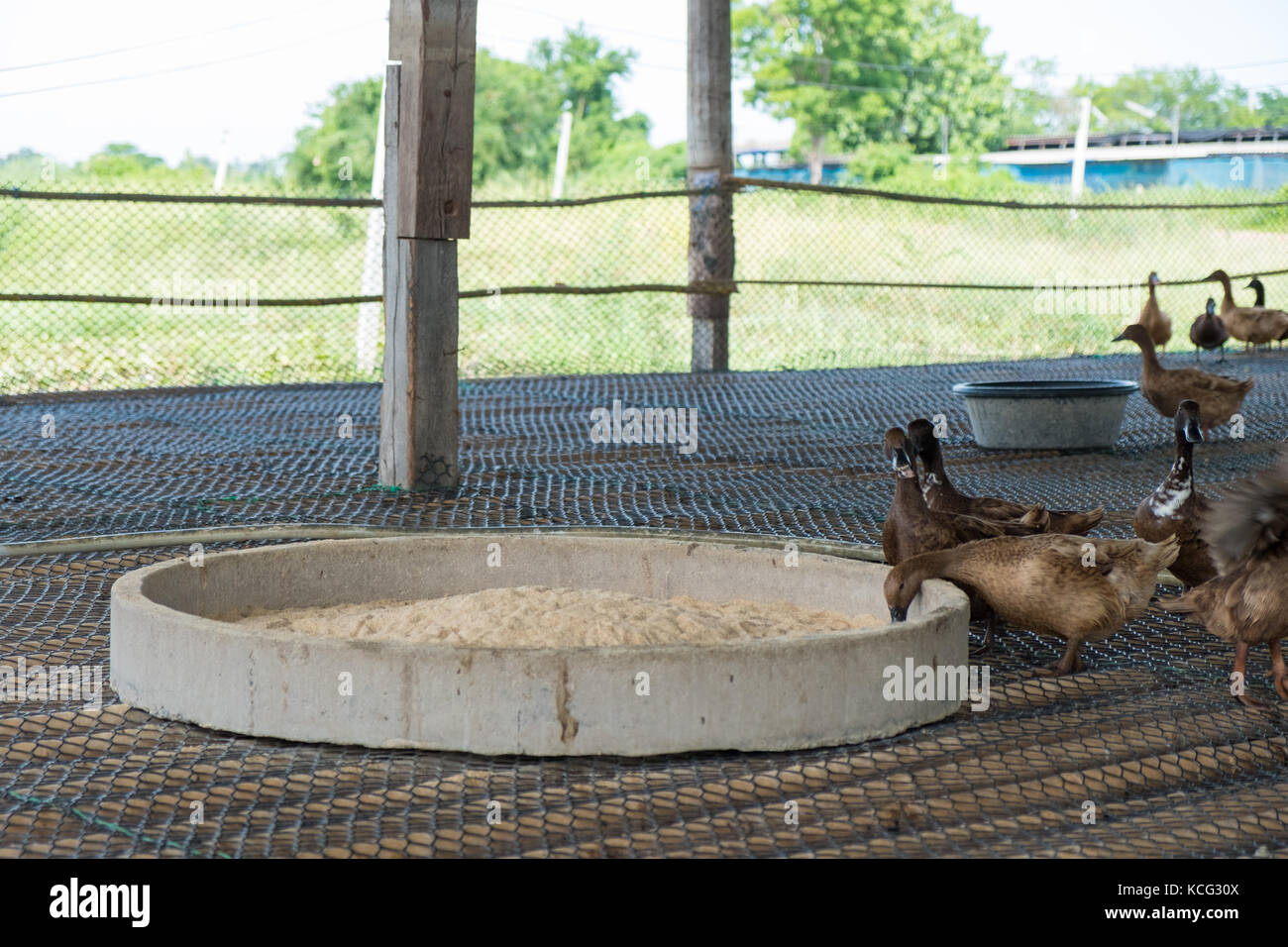 Duck eating food in farm, traditional farming in Thailand Stock Photo ...