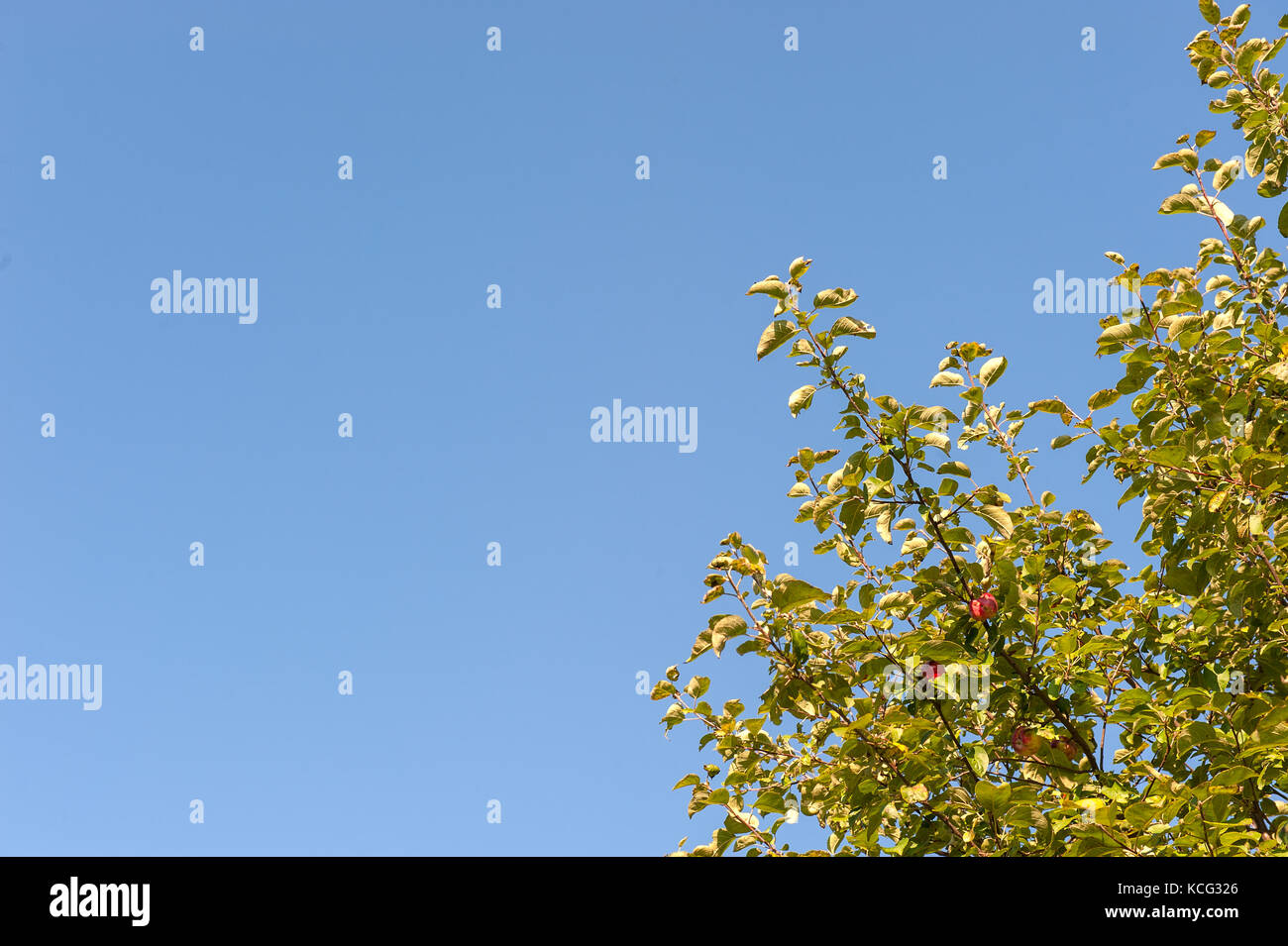 Apple decaying in apple tree Stock Photo - Alamy