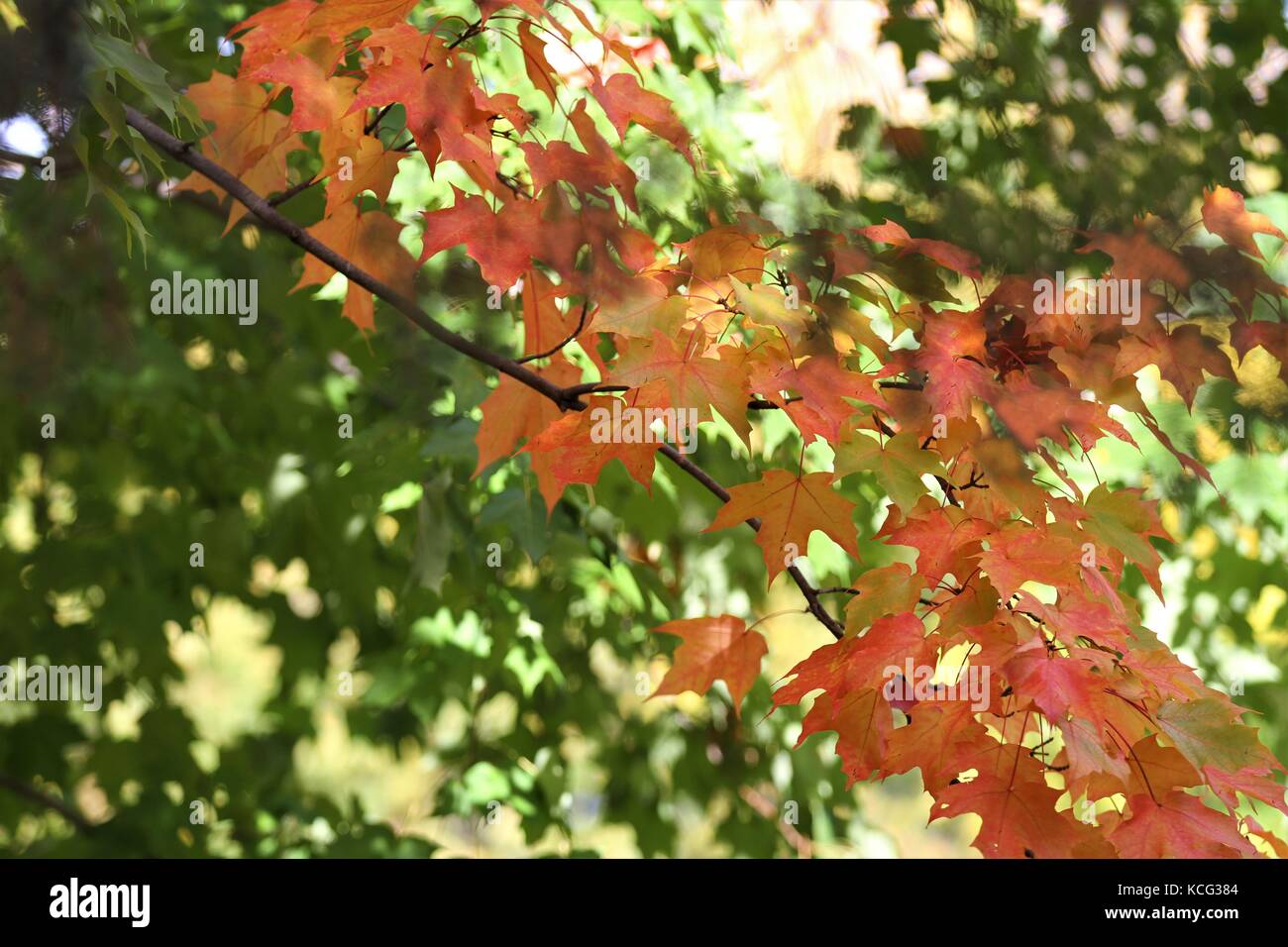 Branches of autumn leaves Stock Photo - Alamy