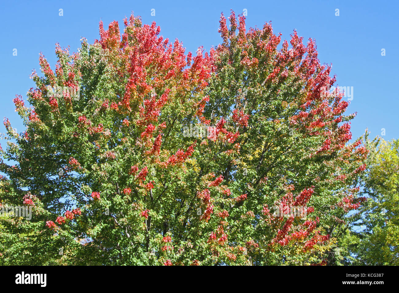 Tree leaves turning color in fall Stock Photo - Alamy