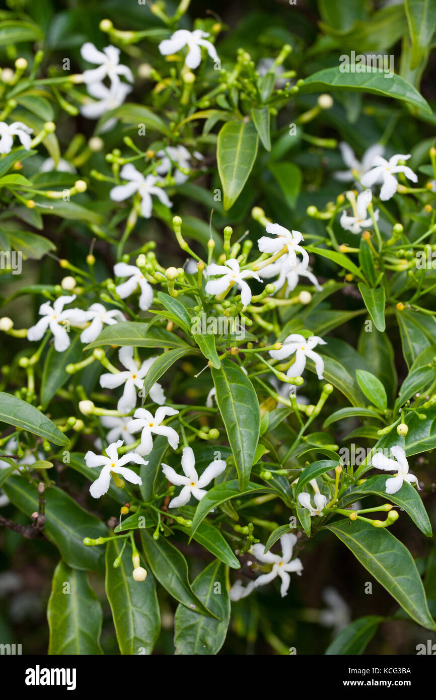 Windmill Bush (Tabernaemontana pandacaqui) flowers. Lower Daintree ...