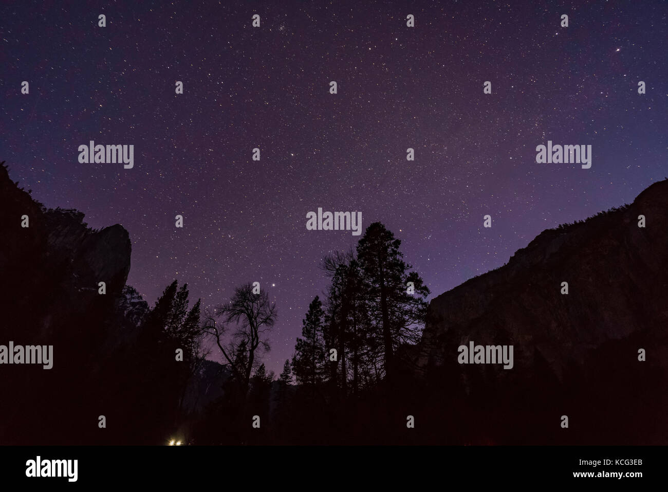Star forest hi-res stock photography and images - Alamy