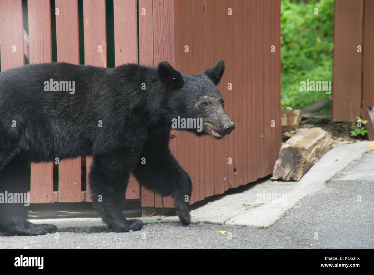 An adolescent black bear strolling through a parking lot in Gatlinburg ...