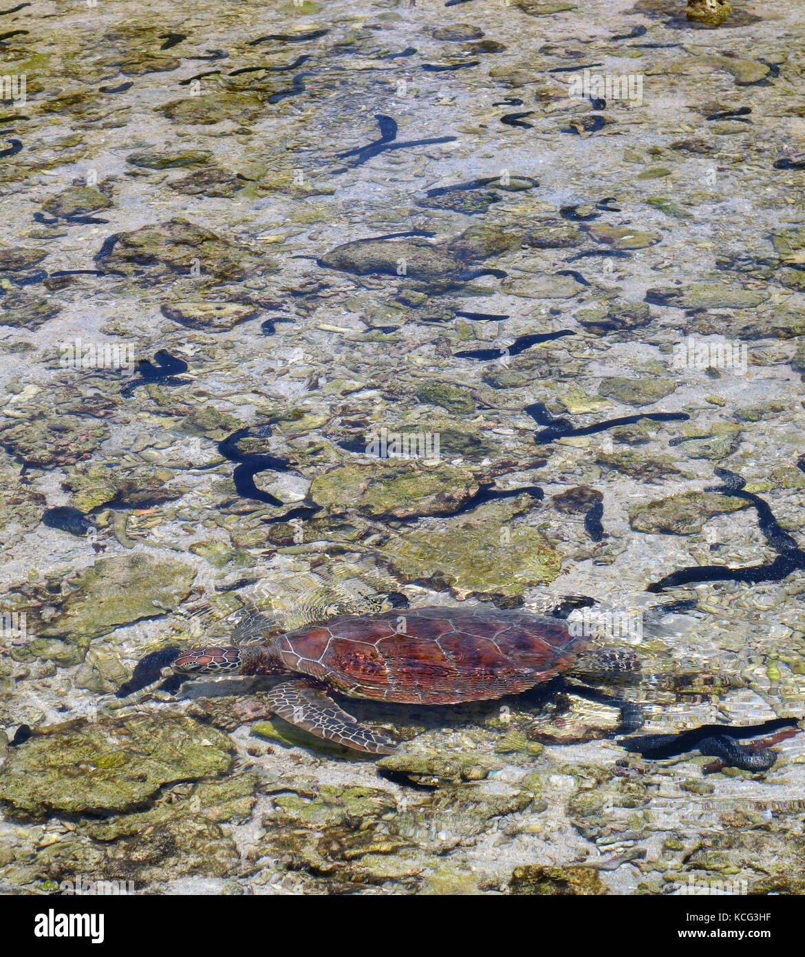Great barrier reef sea cucumbers hi-res stock photography and images ...
